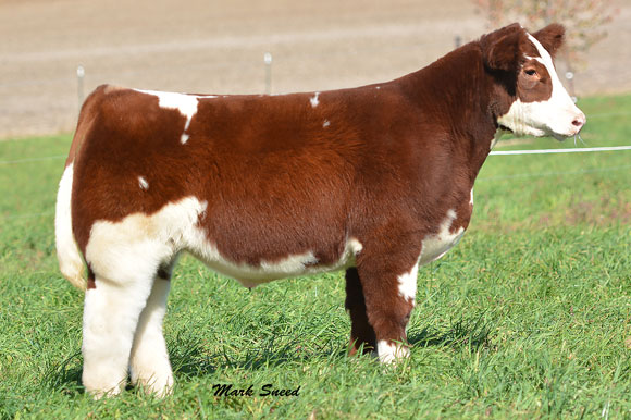 Jones Show Cattle | Welcome